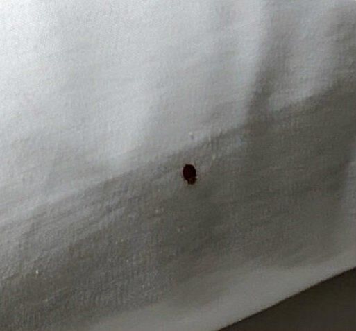 An IKEA customer in Edmonton spotted what looked like a bedbug crawling ...