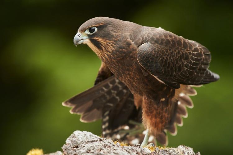A raptor with no qualms about eating its opponents wins New Zealand's ...