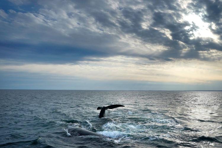 US ocean regulator faces criticism over changes to right whale ...