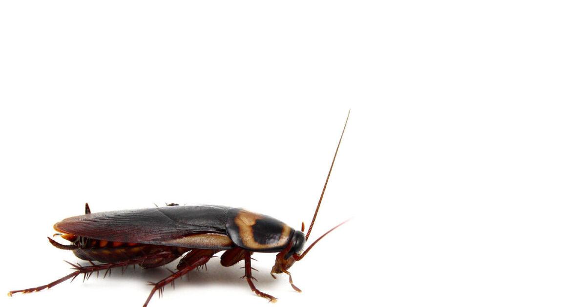 Winner of Florida roach-eating contest collapses, dies after eating ...