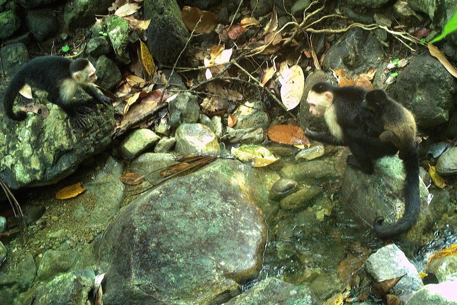 Caught on camera, capuchin monkeys kidnap howler monkey babies