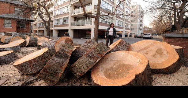 Annex resident devastated giant oak tree cut down