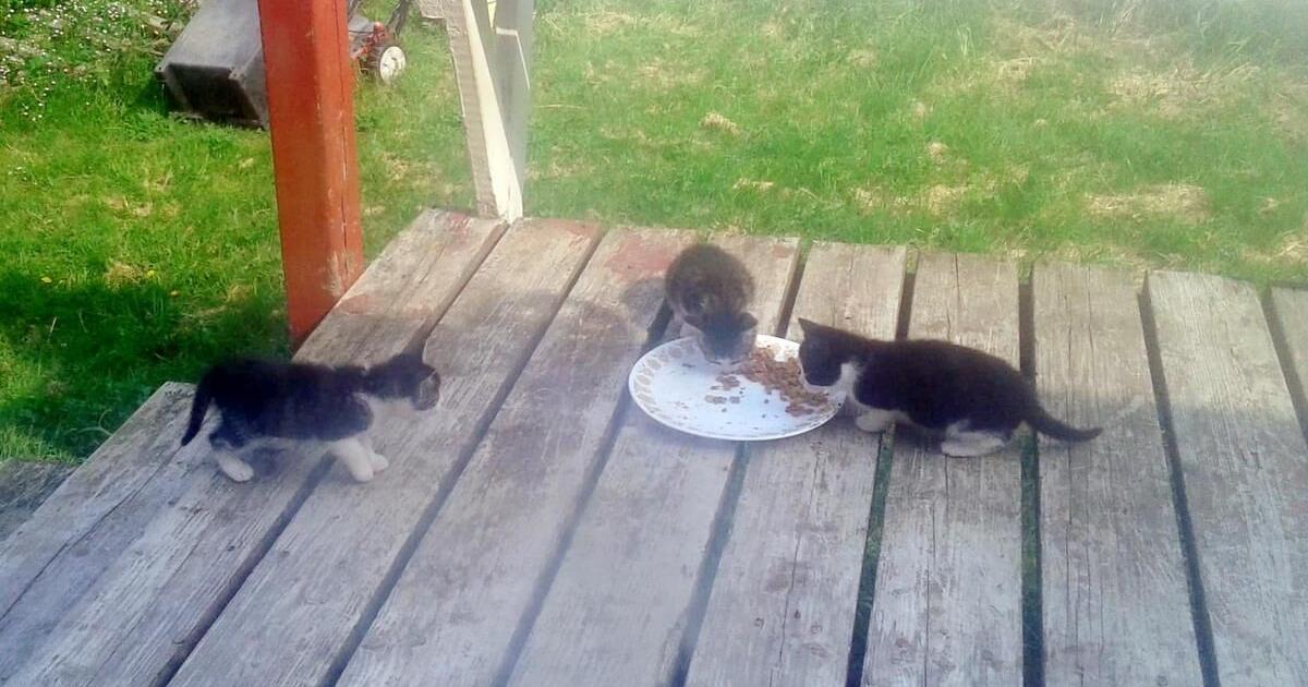 Feral cats roaming Newfoundland island face uncertain future as humans ...
