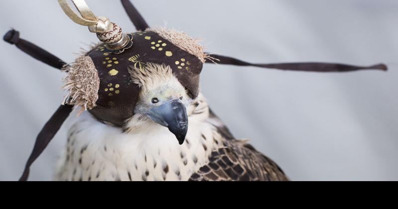 The tradition of Falconry