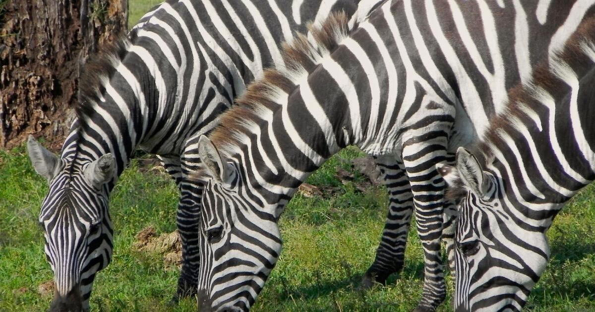 Zebras recaptured after escape from Philadelphia circus
