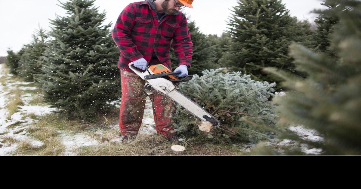 Christmas Tree Day gives these farmers something to celebrate