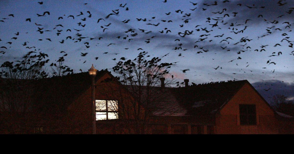 Thousands of crows leave Ohio city resembling a scene from ‘The Birds’