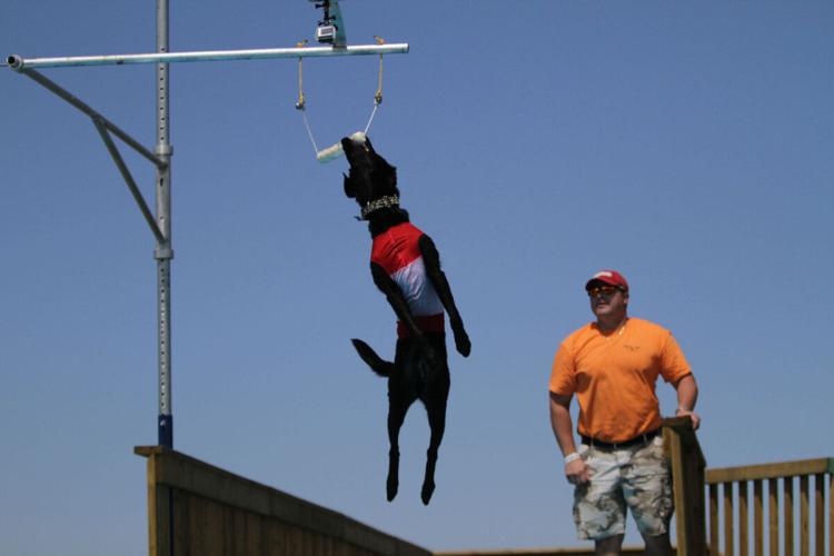 Dock Jumping: Fast-growing dog sport compels canines and their humans ...
