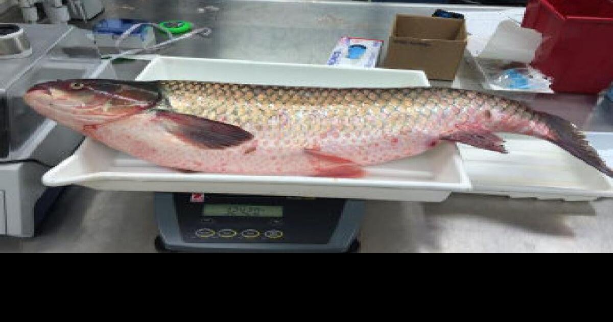 2 Asian carp found in ponds near Toronto waterfront