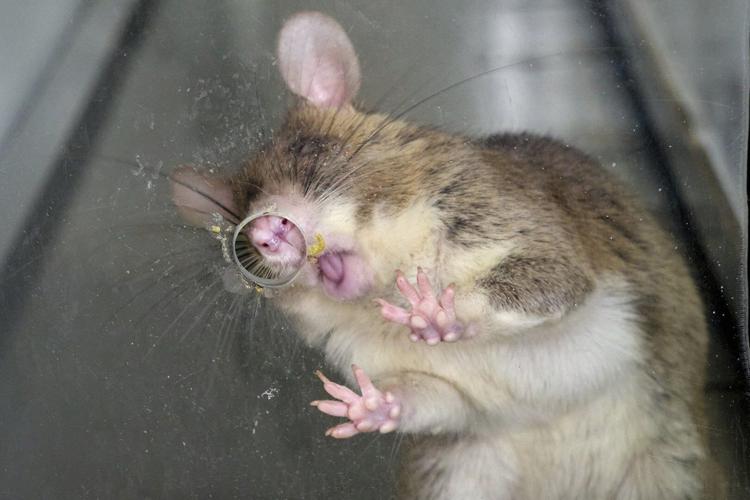 Land mines and tuberculosis are no match for Tanzanian ‘hero rats ...