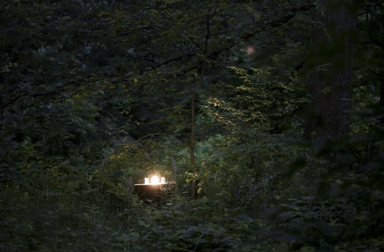 Meet the High Park Mothia — a group of ‘insect obsessives’ who make ...