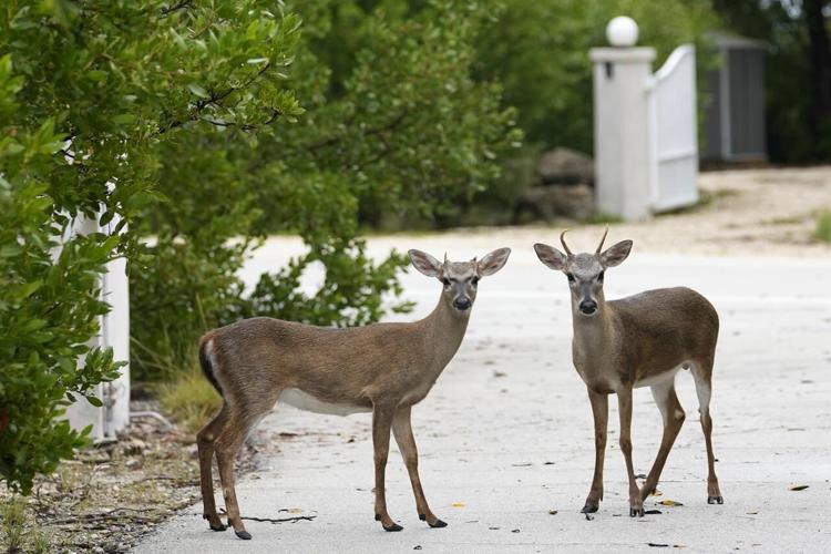 Florida’s iconic Key deer face an uncertain future as seas rise
