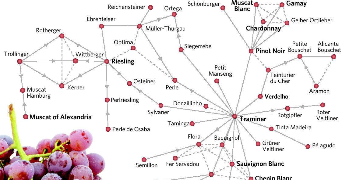 The oenophile's guide to grape sex