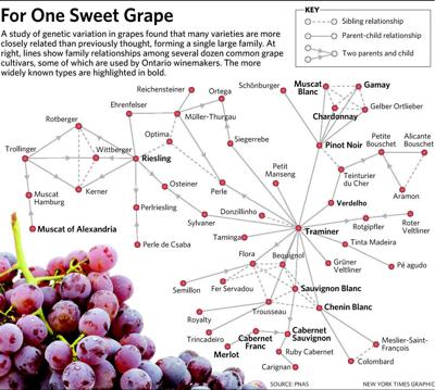grapes article