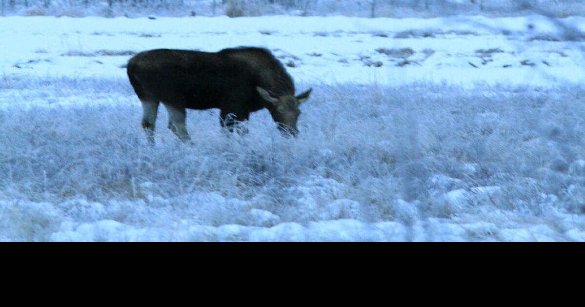 Snowmobilers spot snout in snow, free moose buried in Alaska avalanche
