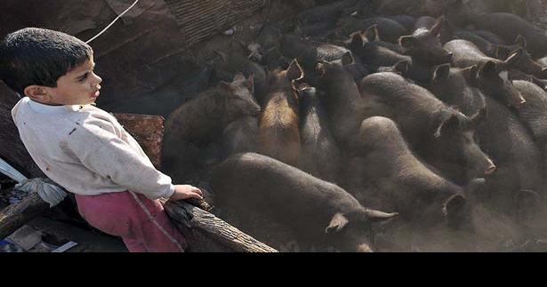 Egypt orders slaughter of all pigs