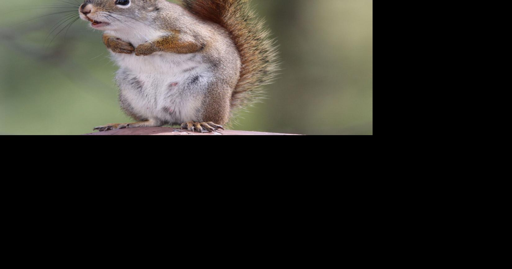 Summer’s last gasp of silly stories goes to the squirrels