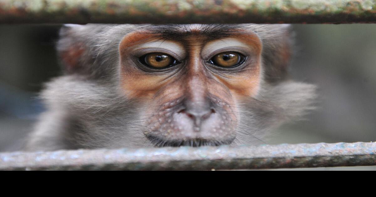 Video: Virtual monkeys write Shakespeare