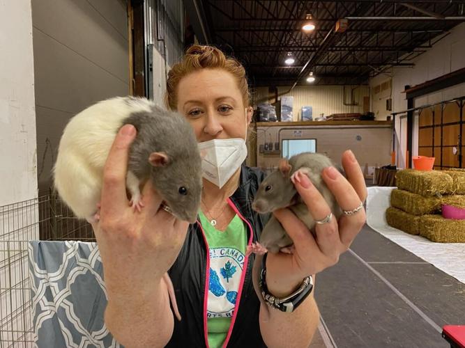 Ratting, where dogs sniff out live rats, makes a comeback