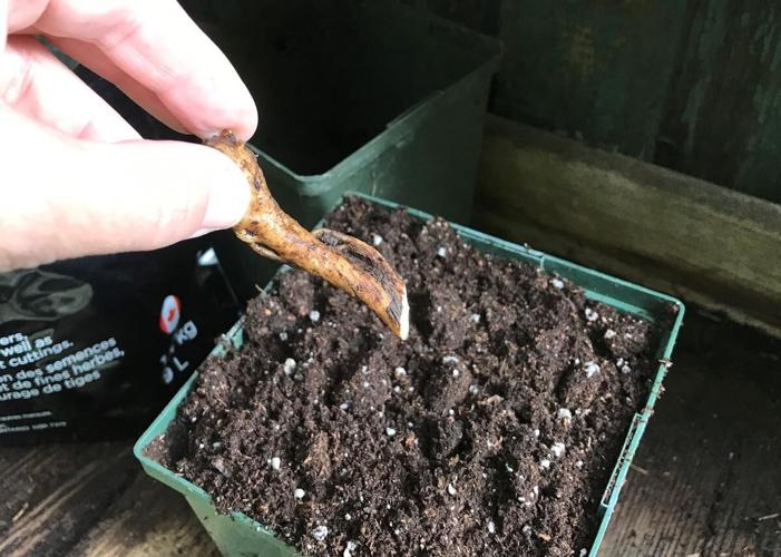 How to take cuttings of your favourite plants