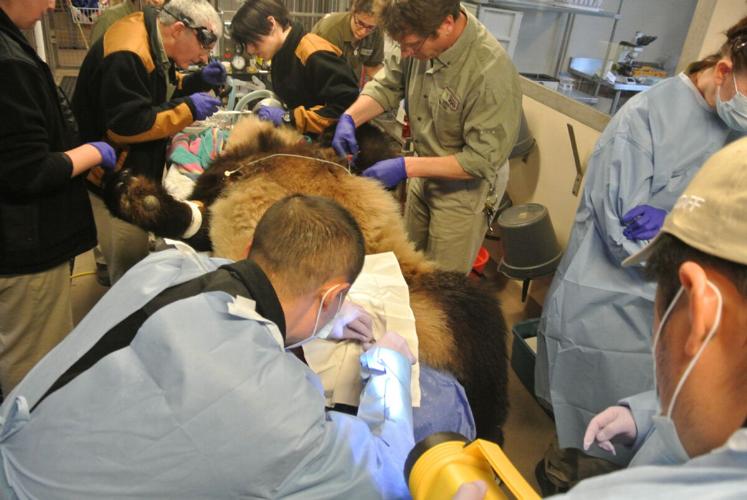 Toronto Zoo keeps its fingers crossed for a baby panda — soon