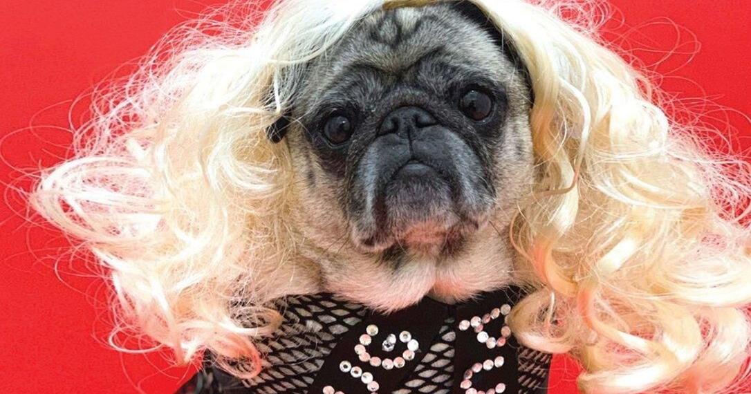 Miss Pickles, a glamorous cancer-surviving pug, is all about spreading paws-itivity