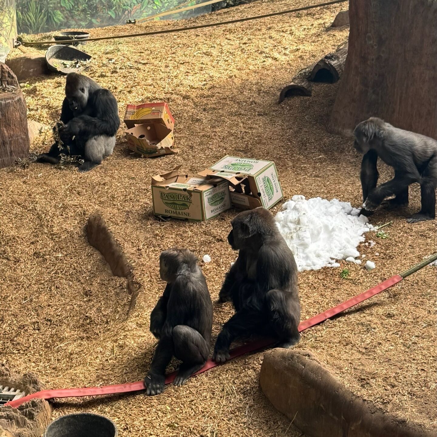 Toronto Zoo shares update on reintroduction of silverback