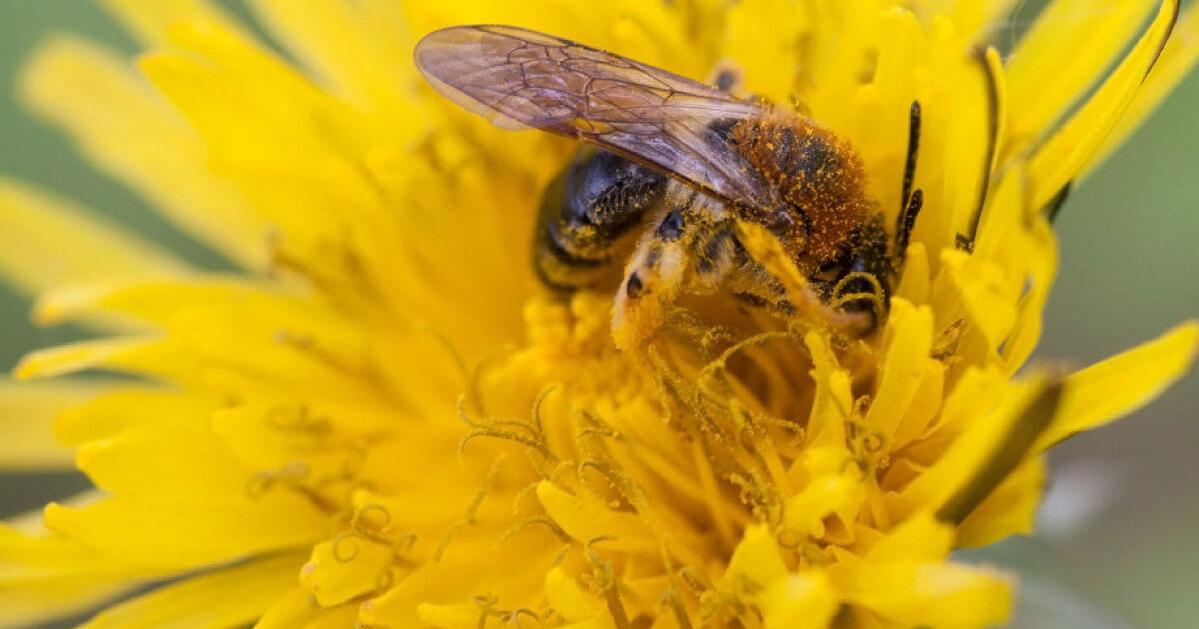 Toronto bees are using plastic to build nests: study