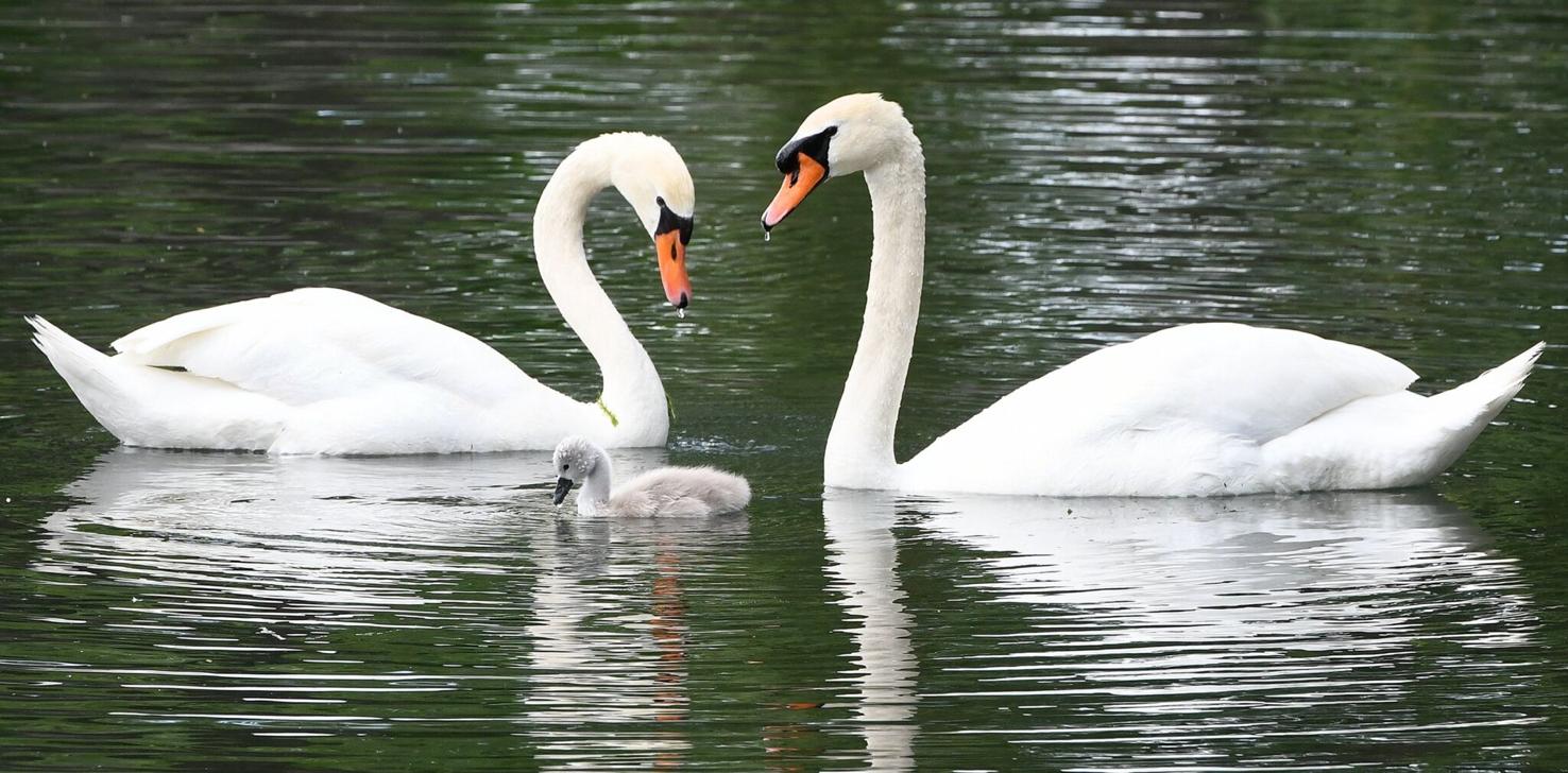Ontario invasive species and what to do if you see them