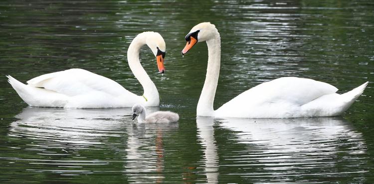 Ontario invasive species and what to do if you see them