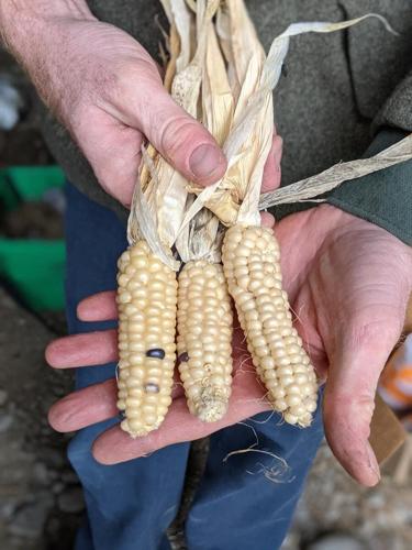 How heritage corn grown in Northumberland County makes its way to a ...