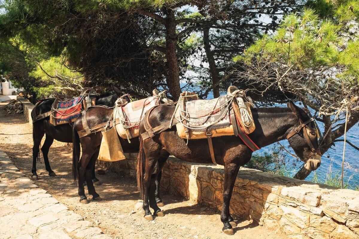 I made a pilgrimage to Leonard Cohen’s Greek island hideaway