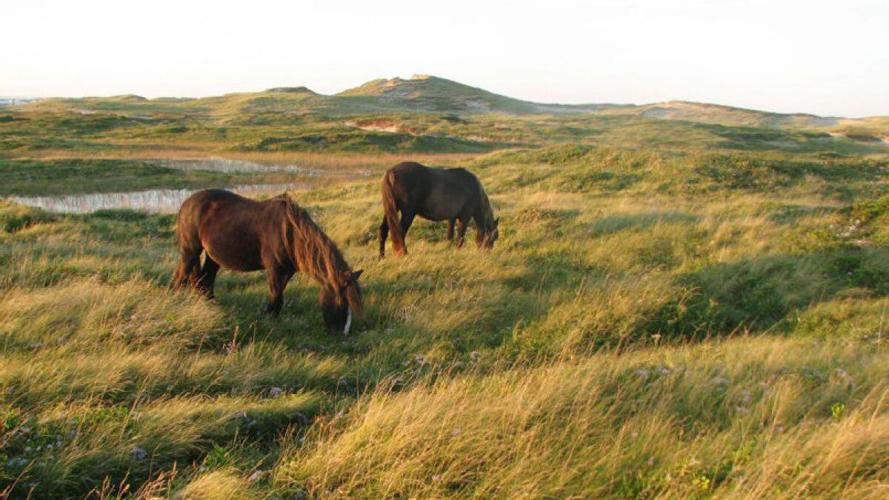 Anyone can now explore Canada’s remote Sable Island, thanks to Google