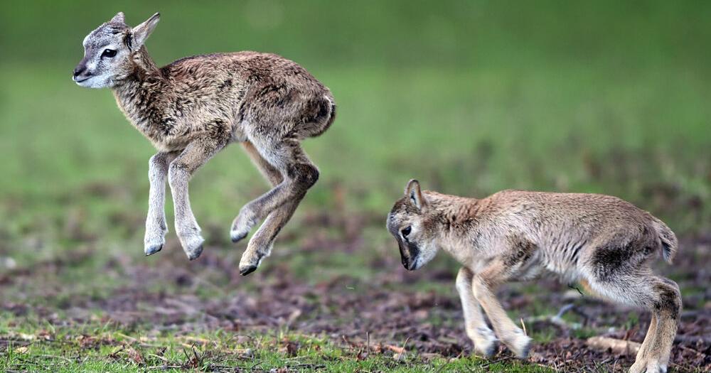 A spring in their steps