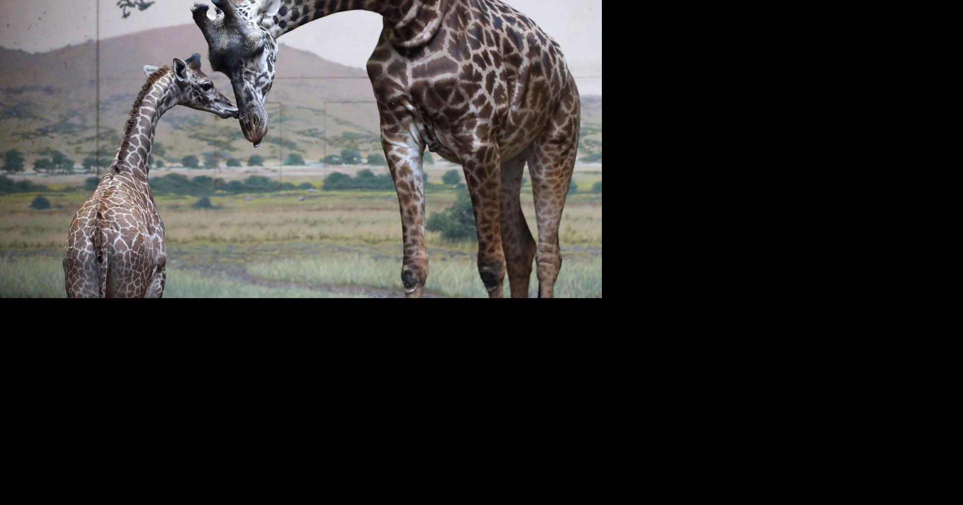 Toronto Zoo gives update on death of giraffe during surgery