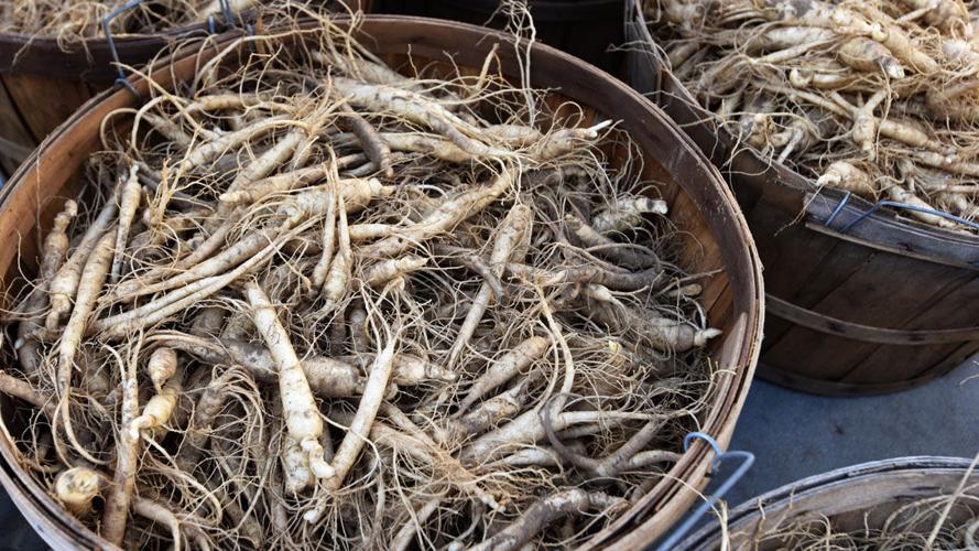 Ontario ginseng farmers want to expand into the Canadian wellness market