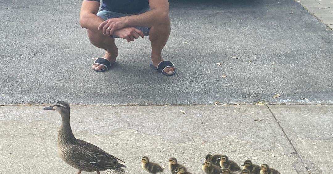 Meet Pond, James Pond — and Quackie Chan, Duck Norris, Quack Sparrow ...