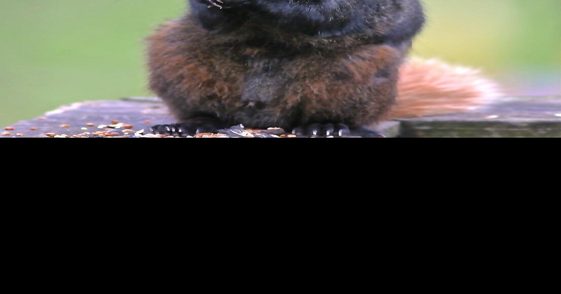 Screeching squirrels are like nature’s booty call