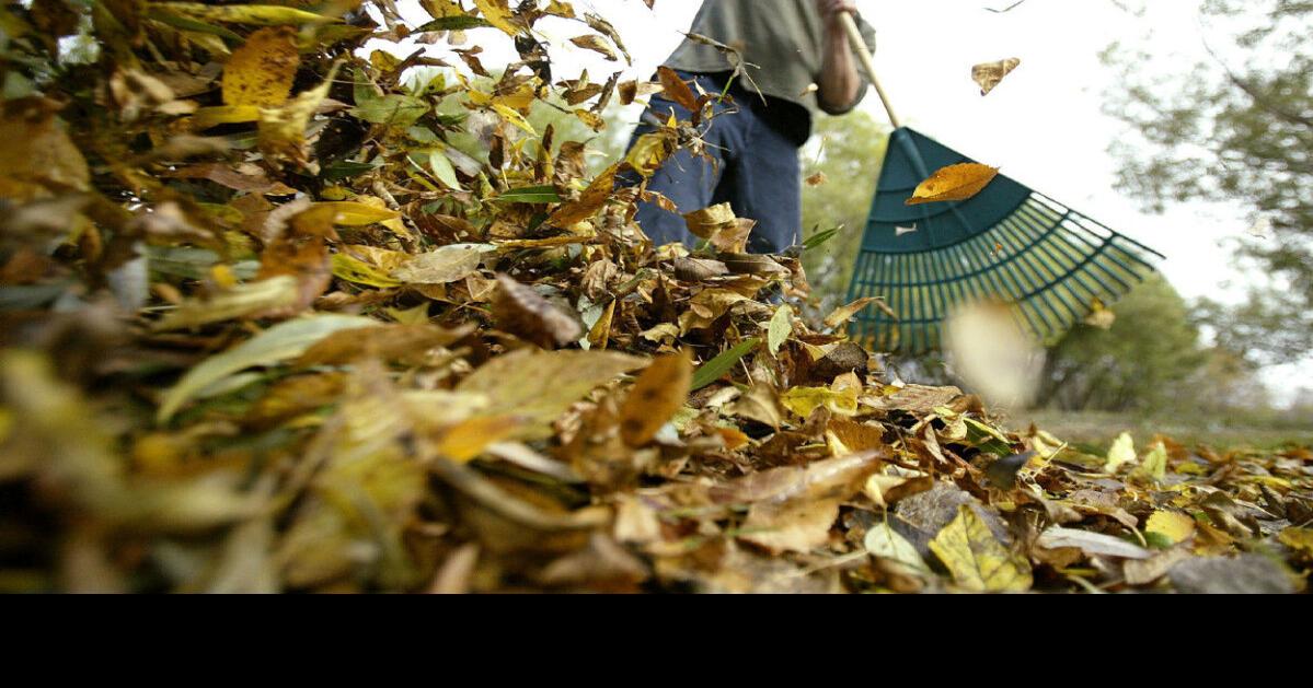Leafs stink: Ministry of the Environment solves mystery of smelly Toronto