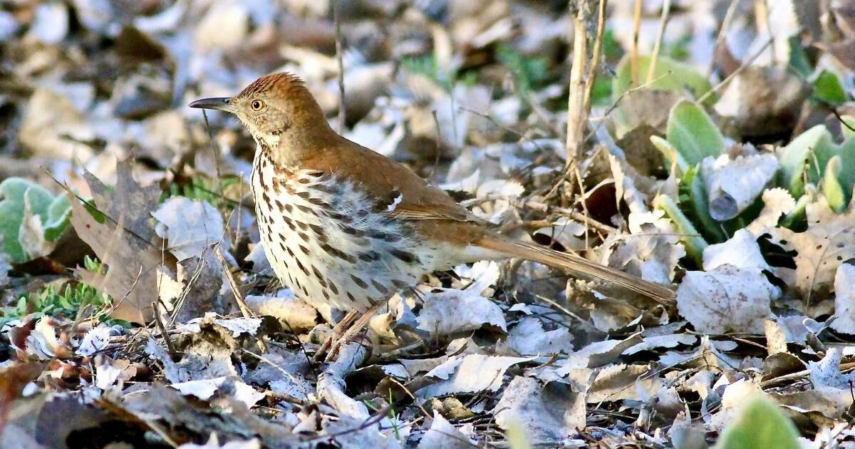 Wild birds perform their daily domestic duties as spring unfurls in a ...