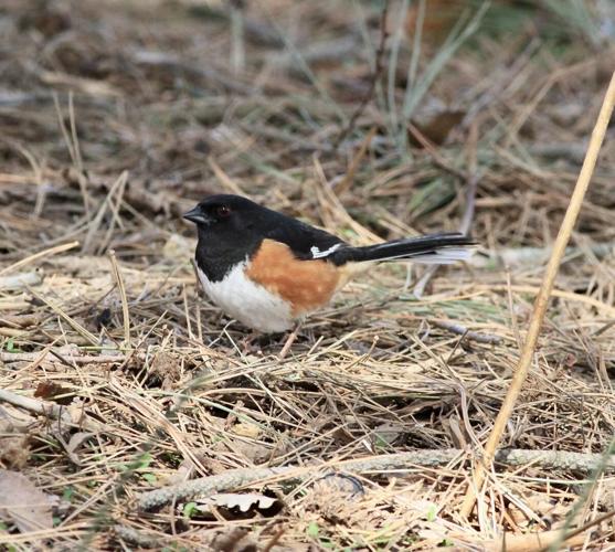 Wild birds perform their daily domestic duties as spring unfurls in a ...