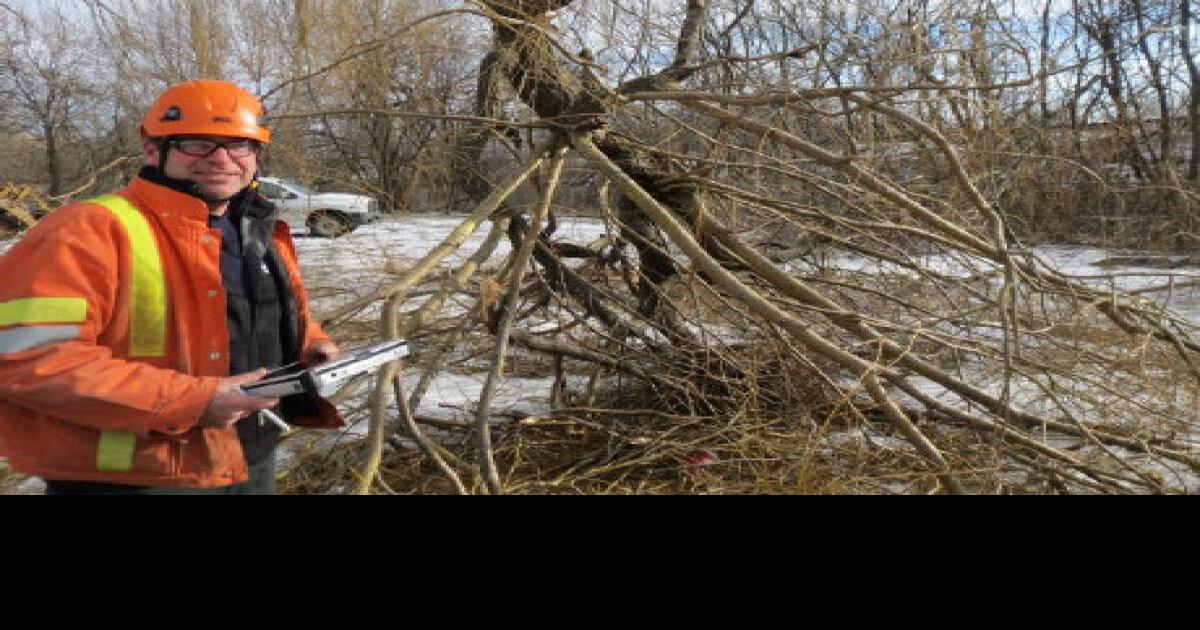Real Dirt: Ice-damaged trees? Don't despair just yet
