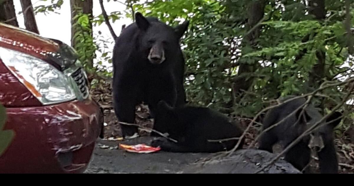 This bear bandit broke into a family’s minivan in Tennessee for a snack