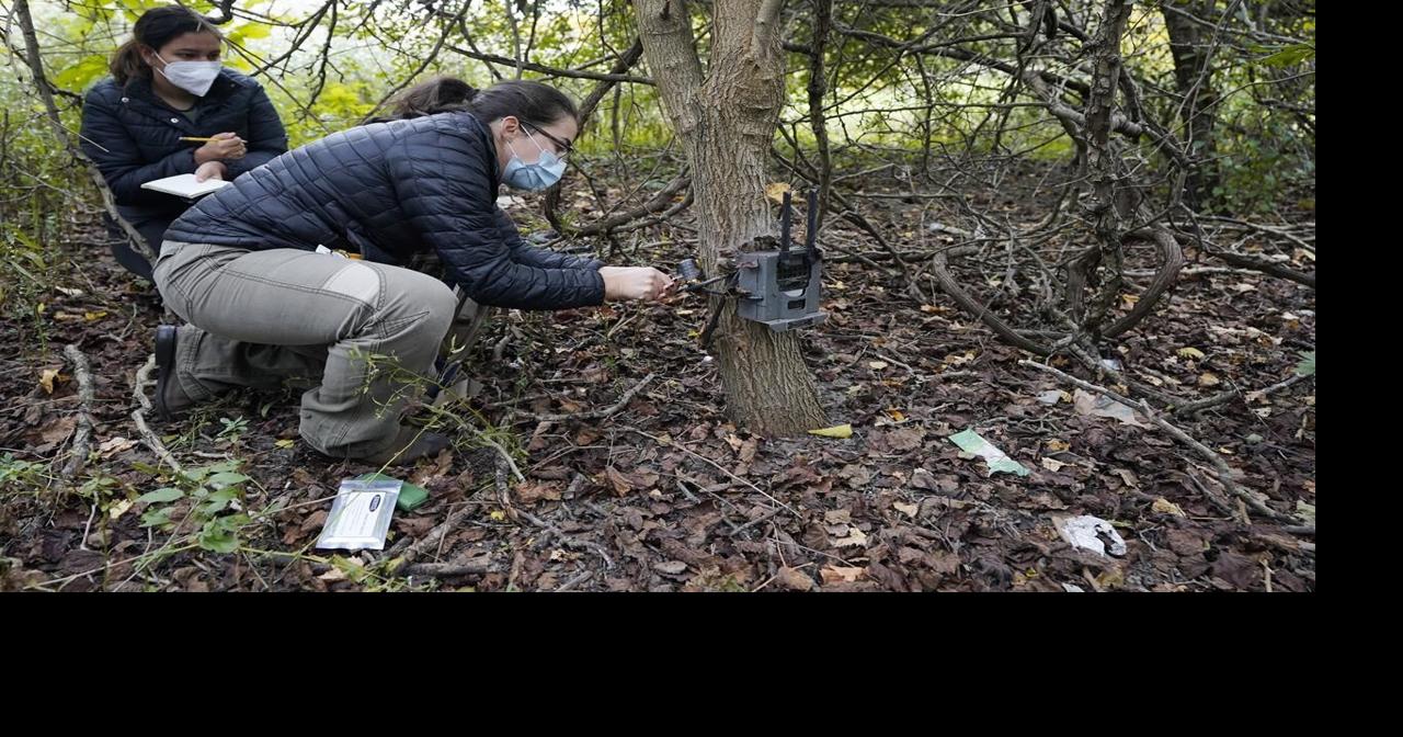 Extinctions, shrinking habitat spur ‘rewilding’ in cities