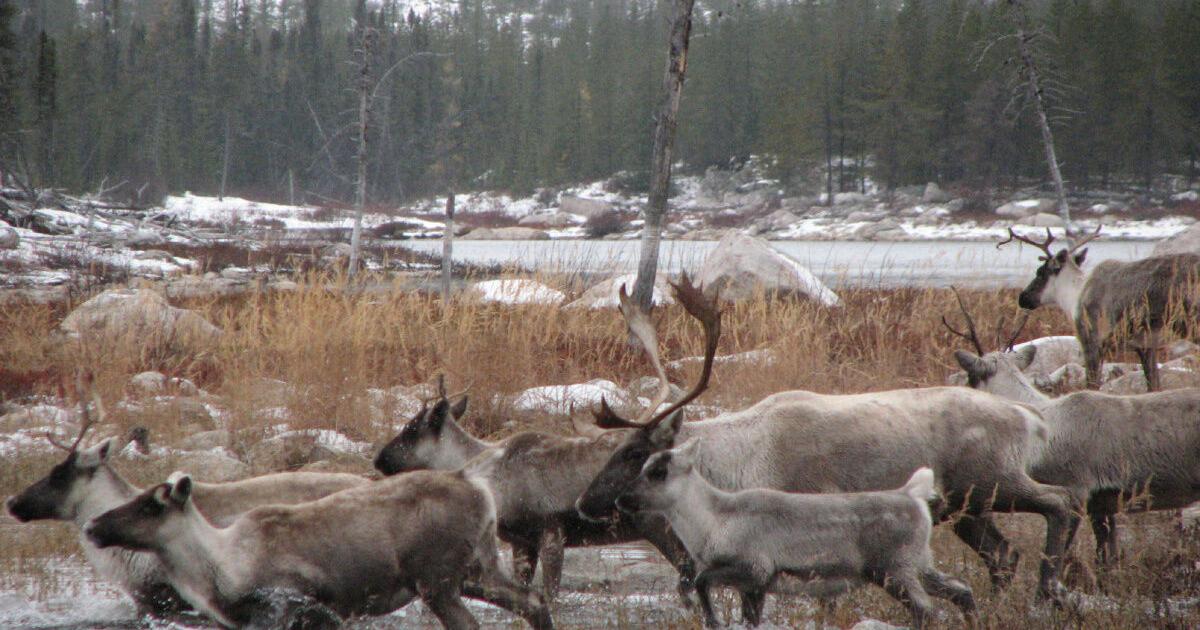 Indigenous communities come together to conserve caribou, an ‘emblem ...
