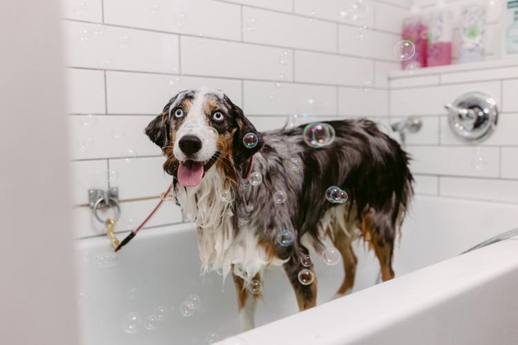 From paw massages to puppucino bars, here's where Toronto dogs get pampered