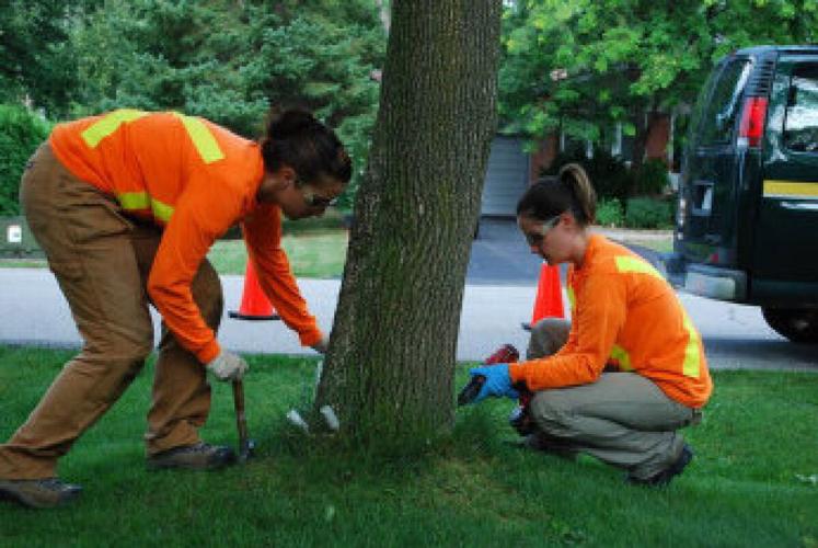 GTA residents are not ready to see their ash trees chopped down