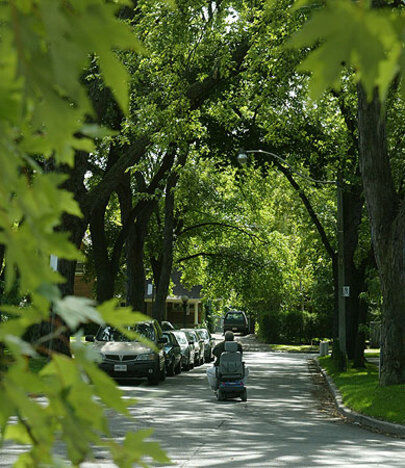 Toronto's urban forest is ailing