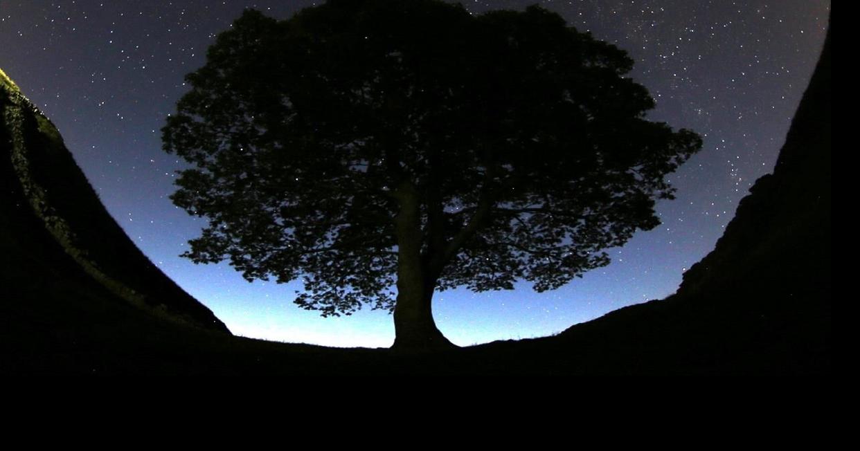 Two men arrested in an investigation into a famous tree that was felled ...