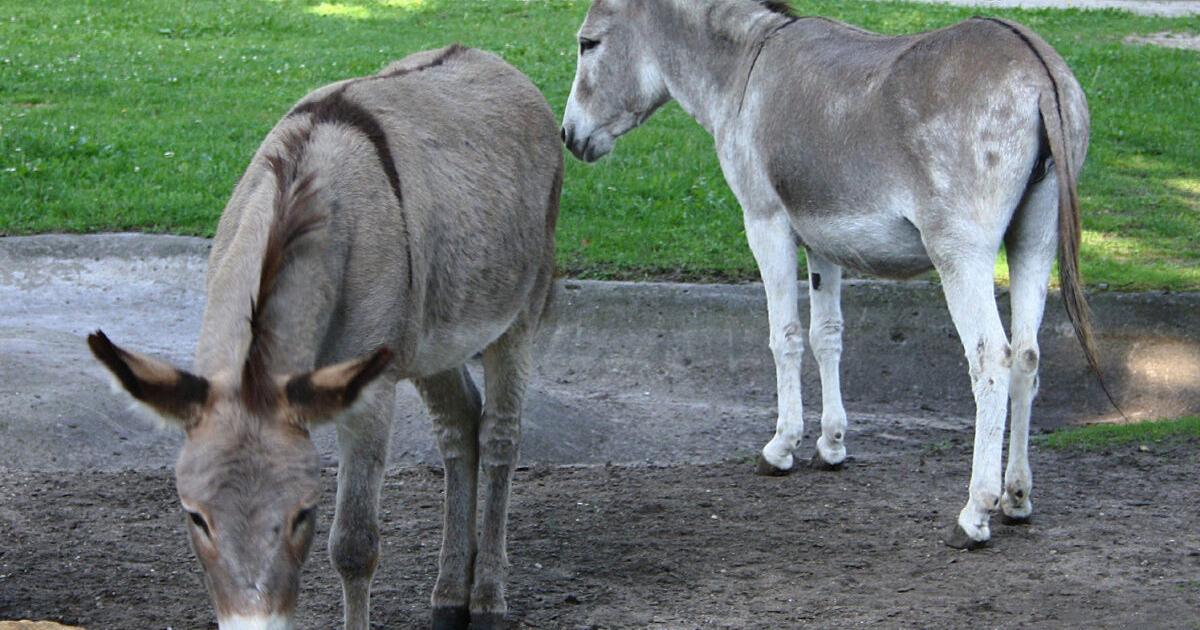 Amorous donkeys, separated after protest, reunited in Poland zoo